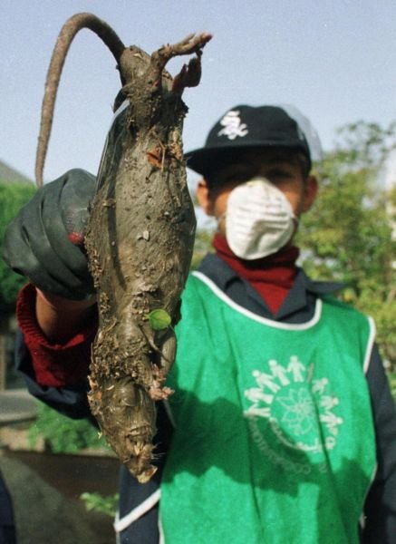 Giant Freak Rats Invade Tehran